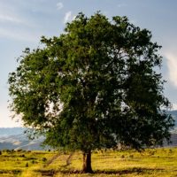 Contact Me – Benet Northcote